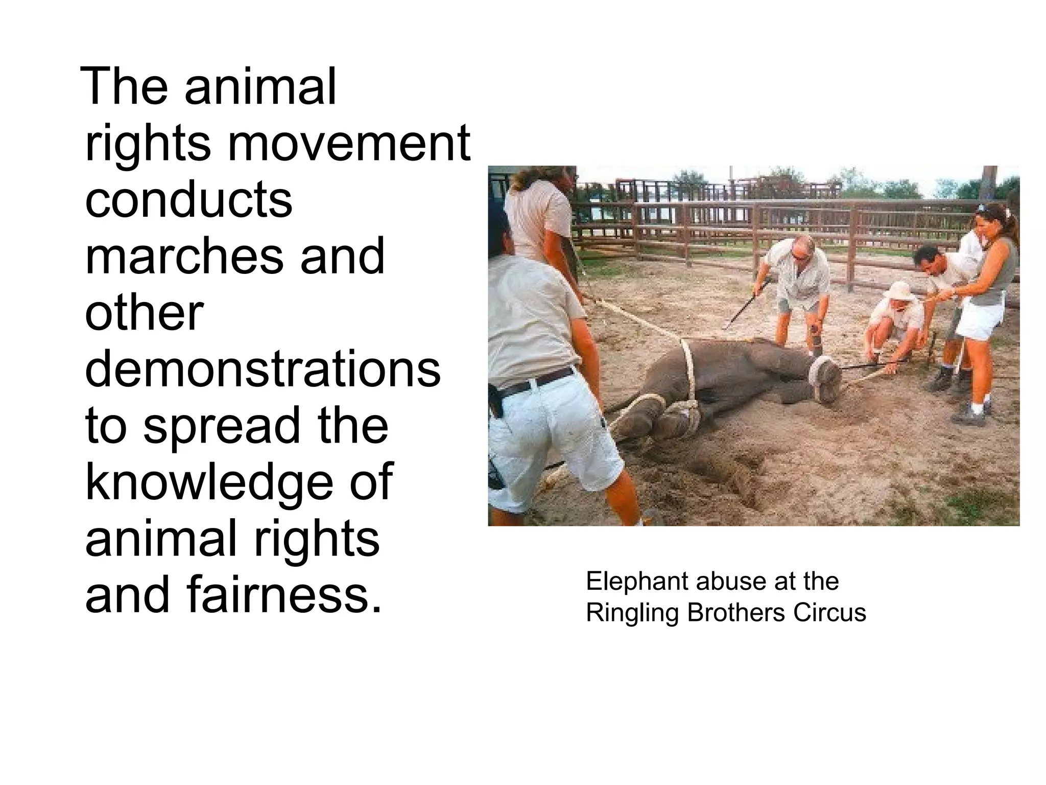 Animal Rights | PPT
