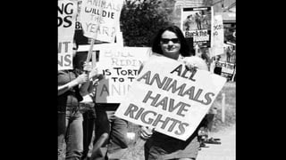 Animal rights critical thinking | PPTX