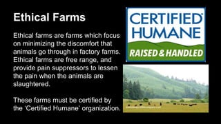Animal rights critical thinking | PPT