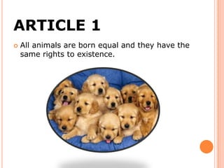 Animal rigths part 1 | PPT