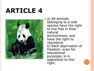 Animal rigths part 1 | PPT