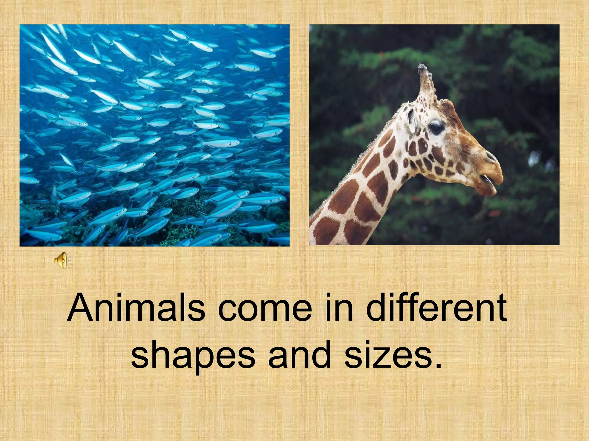 Animals | PPT | Genetics | Science