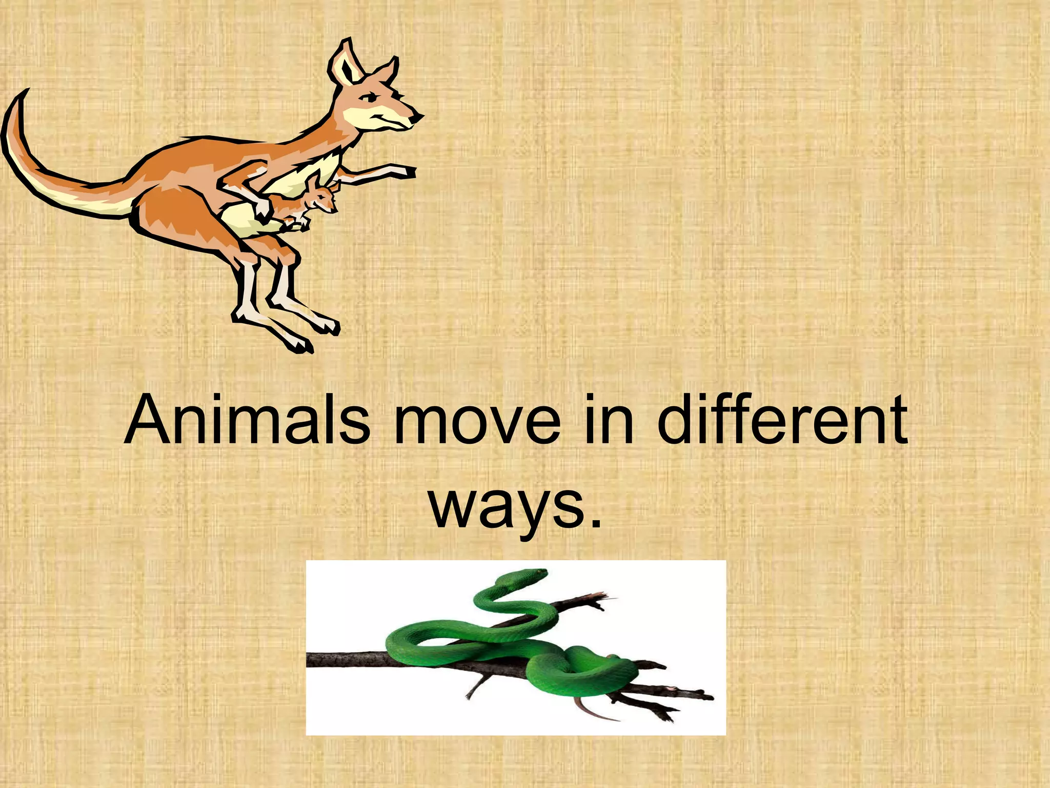 Animals | PPT