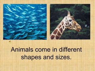 Animals | PPT | Genetics | Science