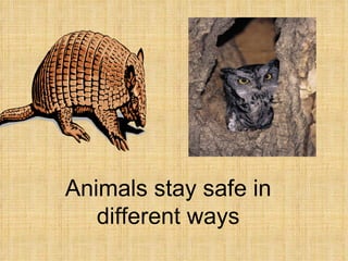 Animals | PPT