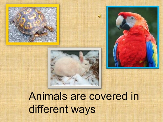 Animals | PPT