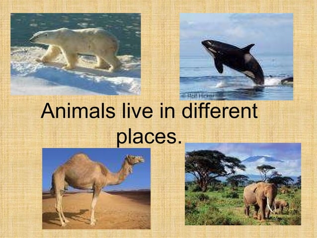 Animals | PPT
