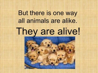 Animals | PPT