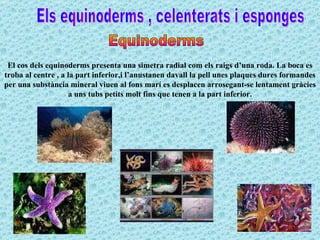 Animals | PPT