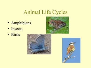 Animals | PPT