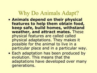 Animals | PPT