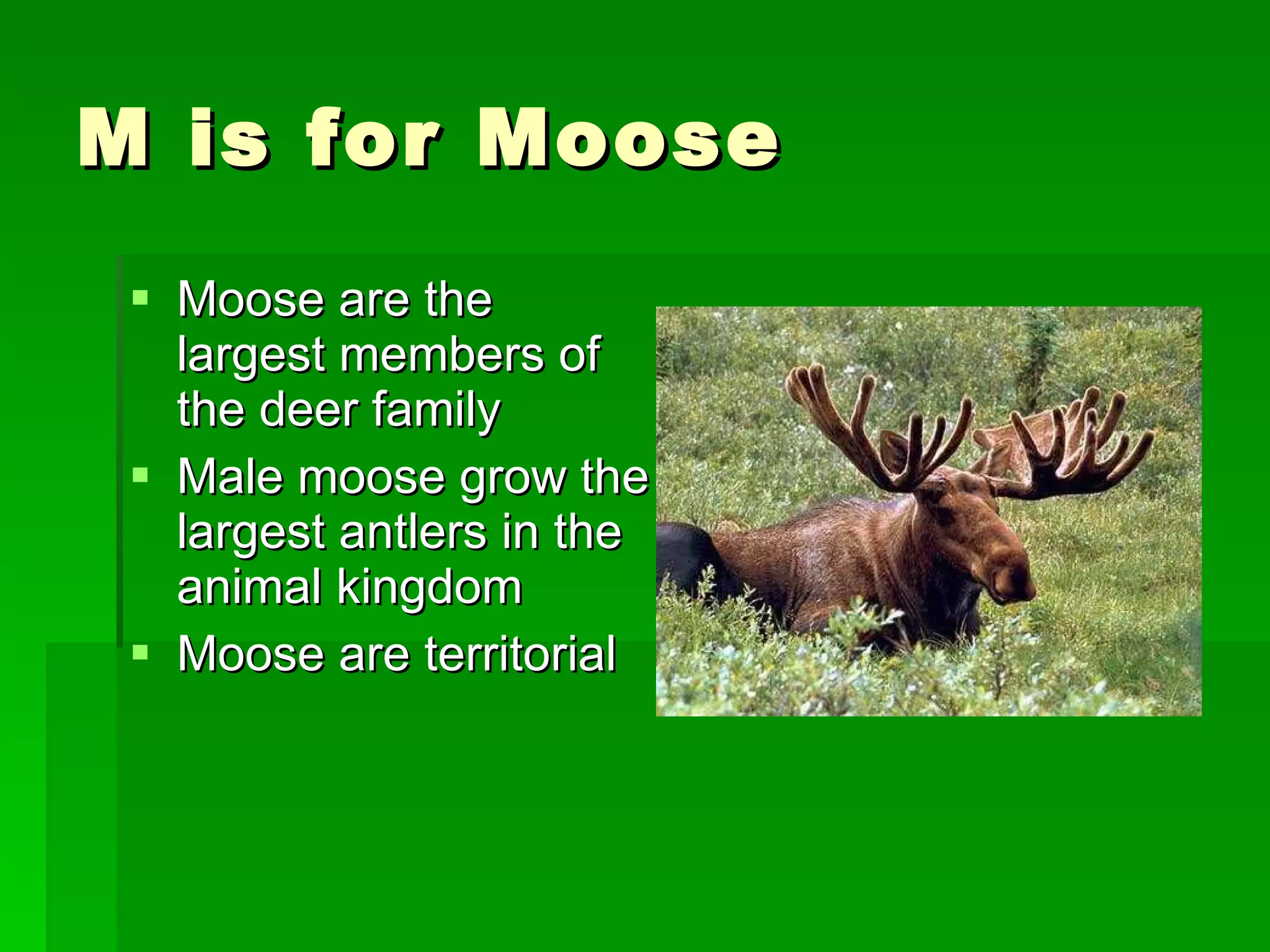 Animals | PPT