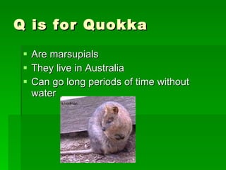 Animals | PPT