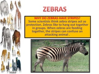 Animals | PPTX | Cats | Pets