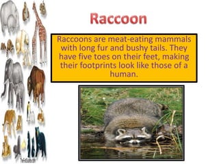 Meat Eating Mammals