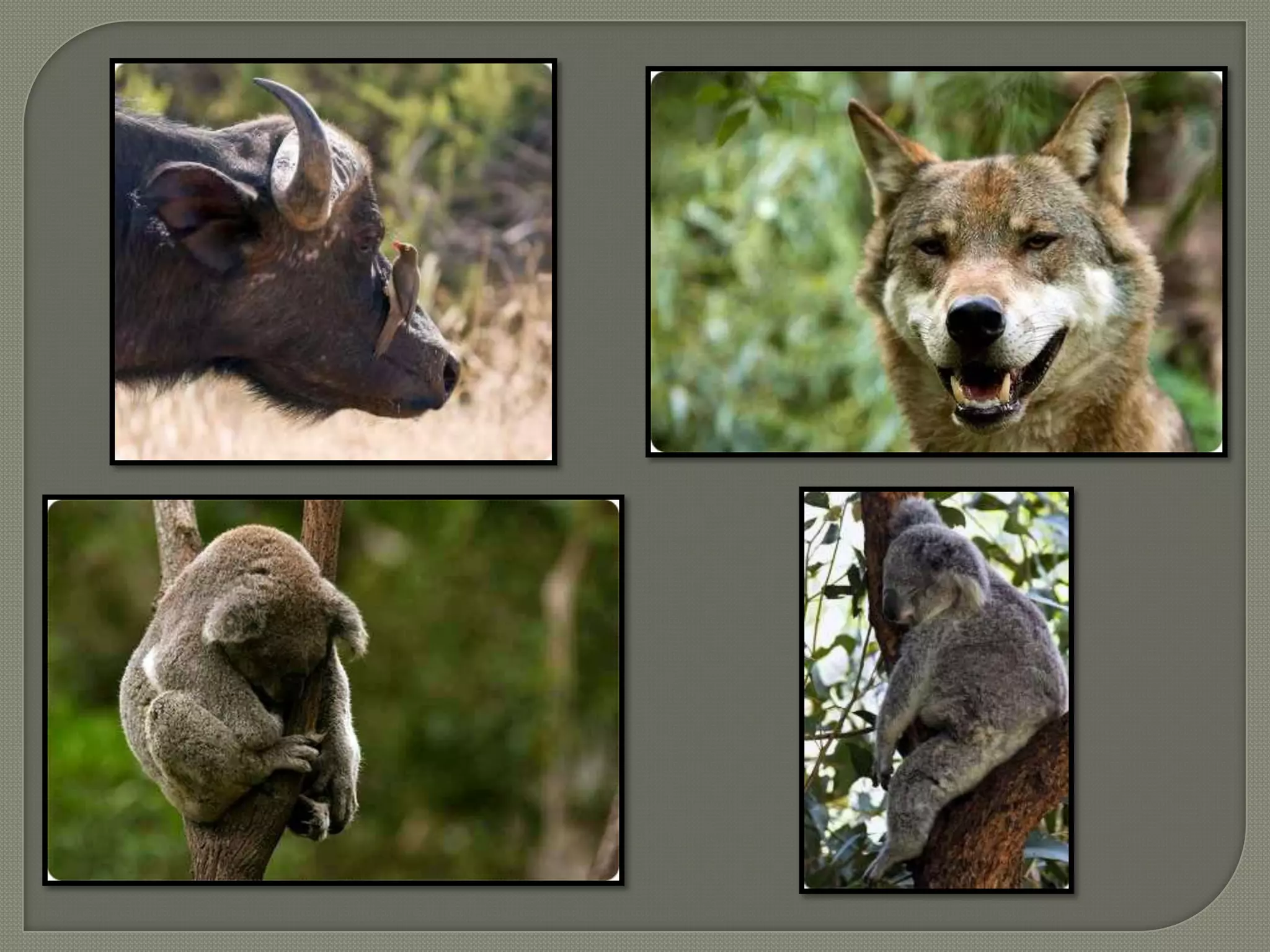 GOD THE CREATOR - Animals | PPTX