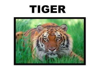 Animals | PPT