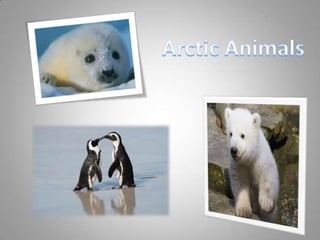 Animals | PPTX
