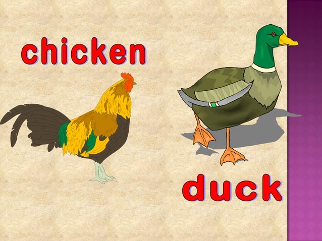 Animals | PPT