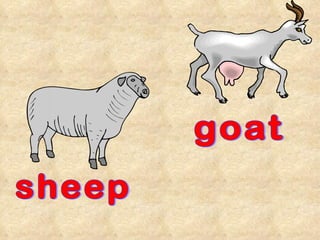 Animals | PPS