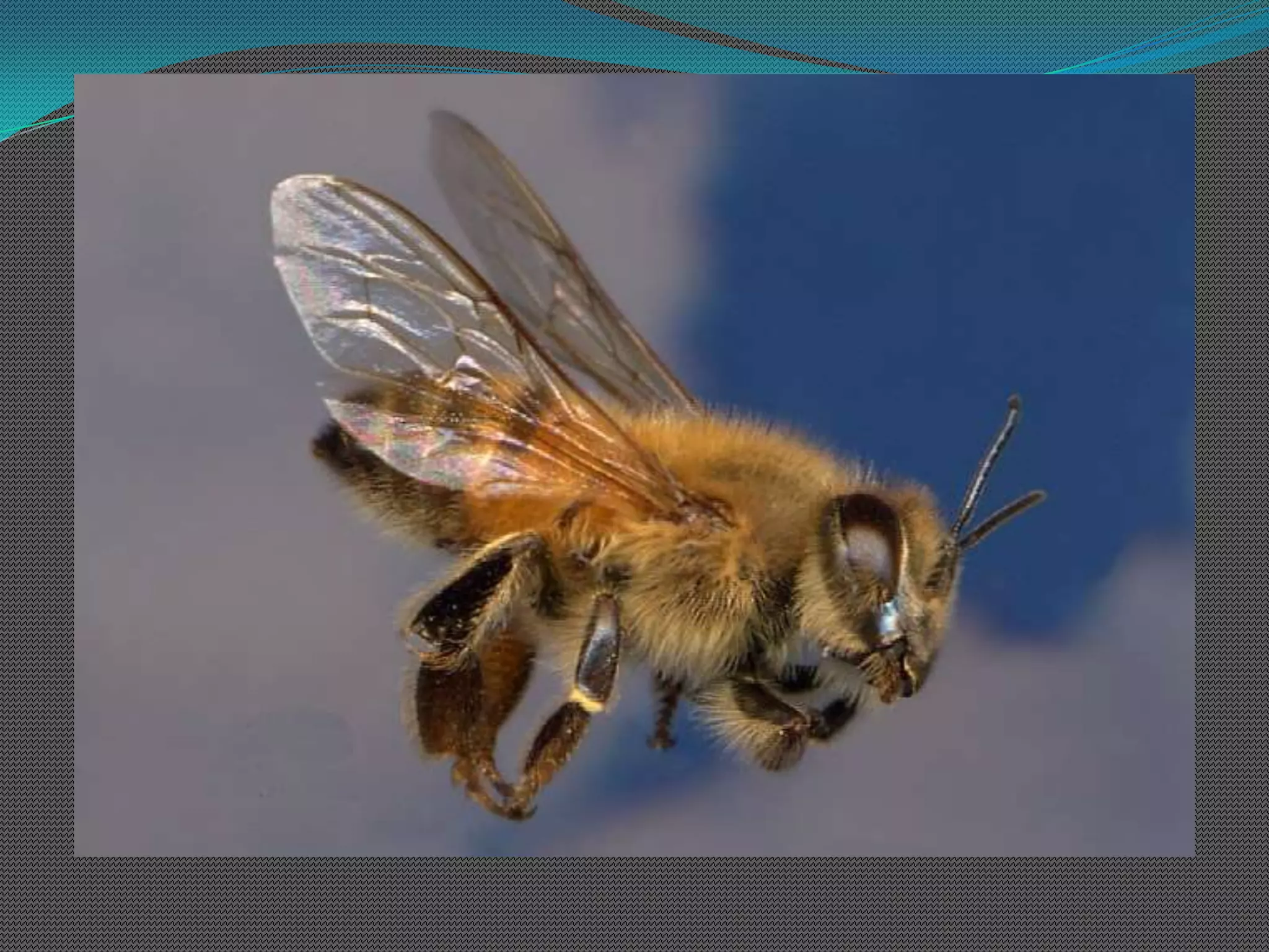 Animals in the locality, body parts of animals, Special body parts of ...