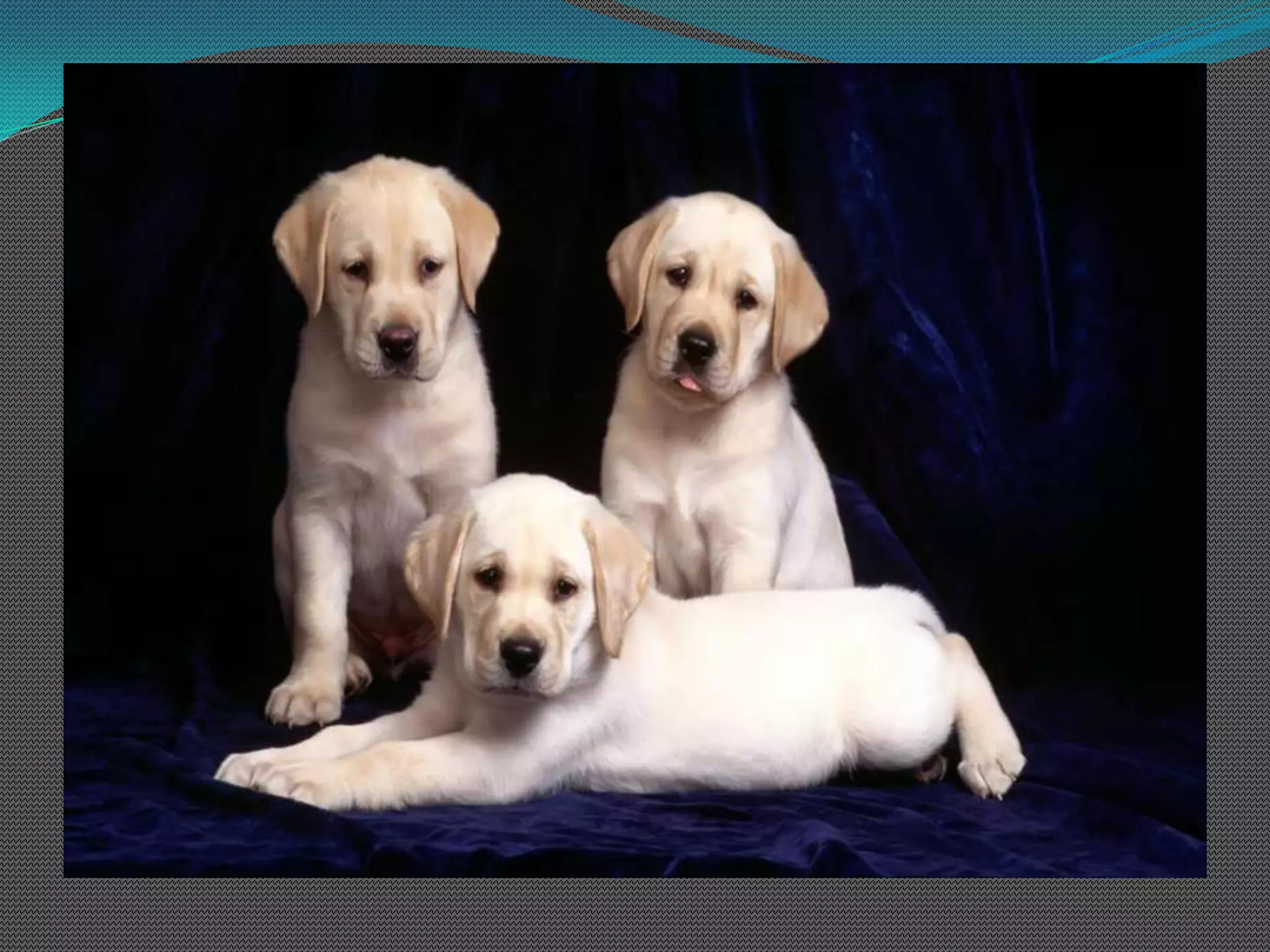 Animals in the locality, body parts of animals, Special body parts of ...