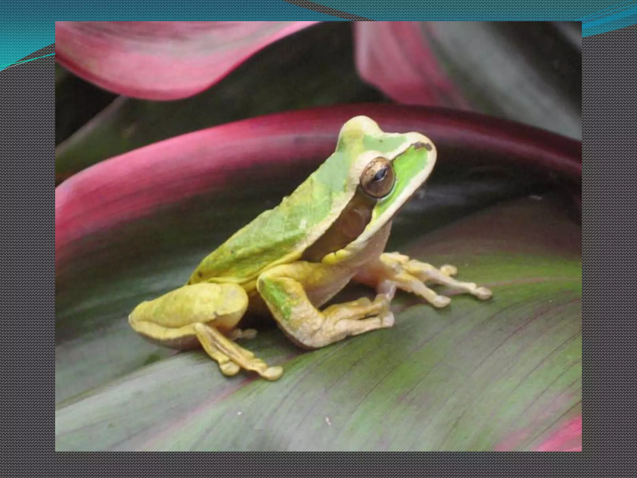 Animals in the locality, body parts of animals, Special body parts of ...