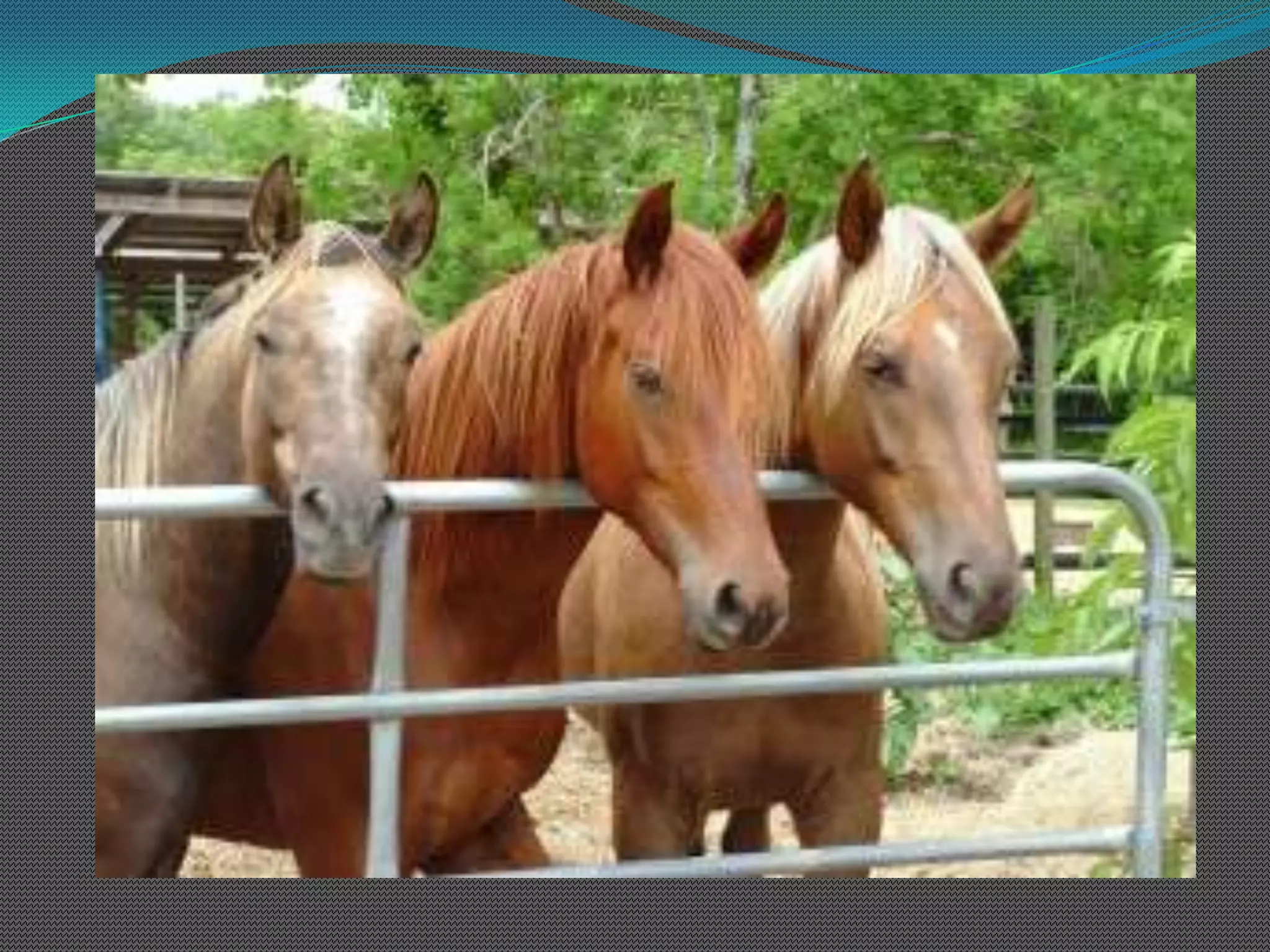 Animals in the locality, body parts of animals, Special body parts of ...