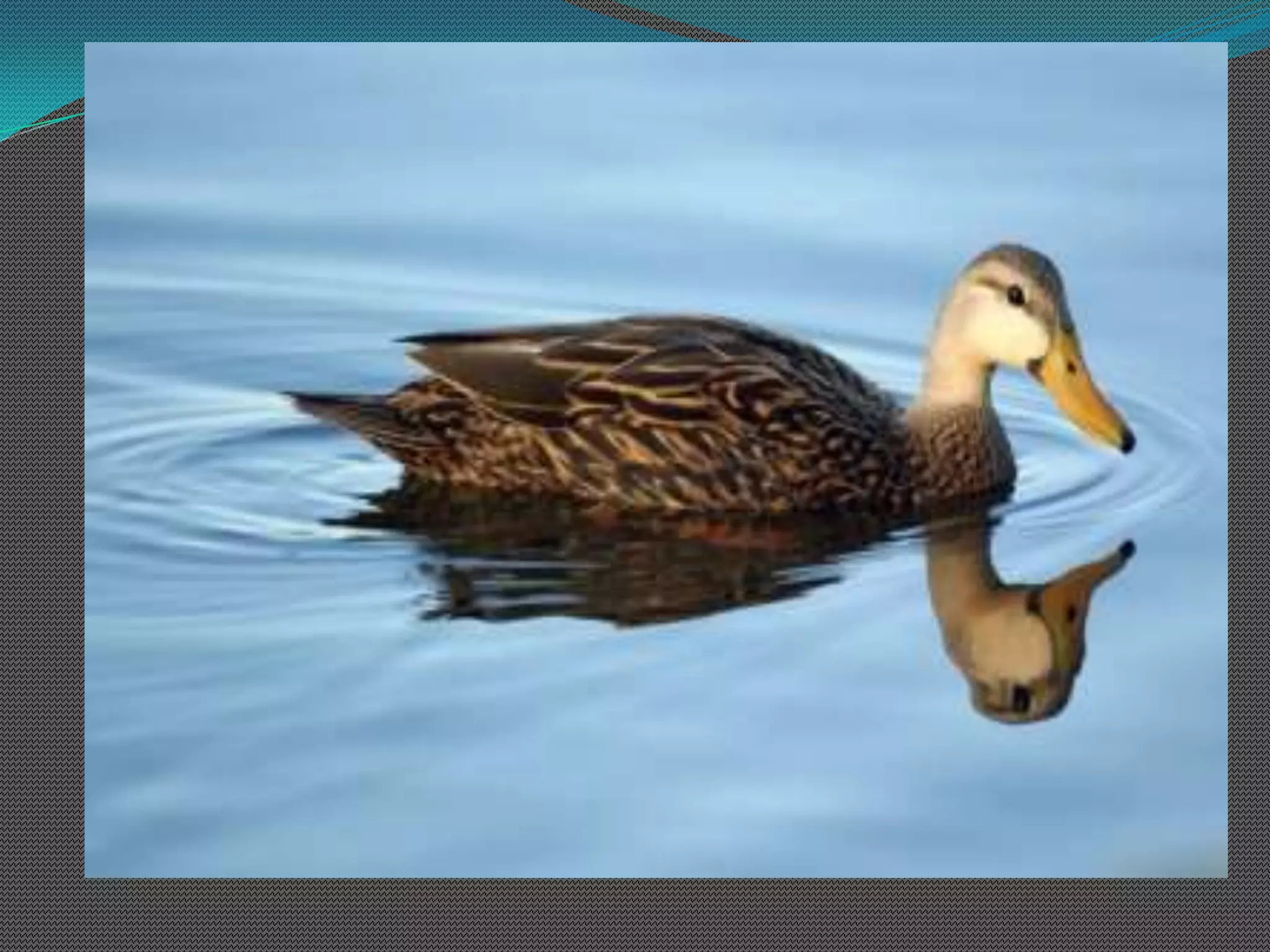 Animals in the locality, body parts of animals, Special body parts of ...