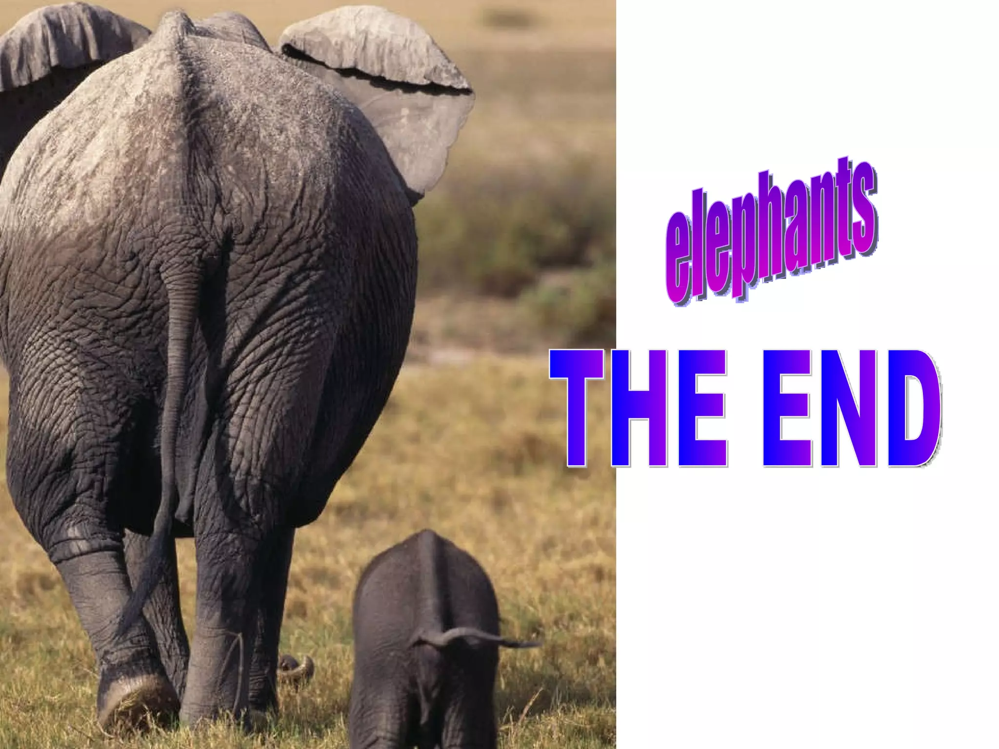 Animals | PPT