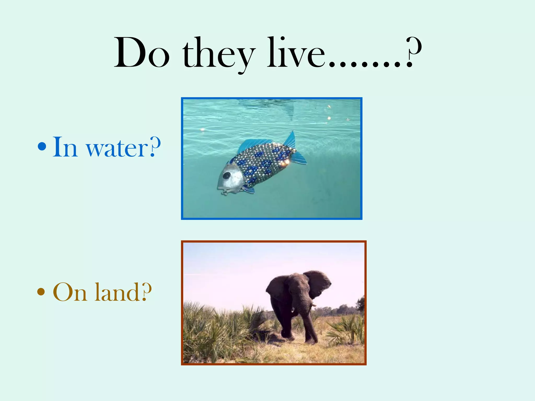 Animals | PPT