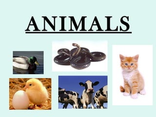 Animals | PPT