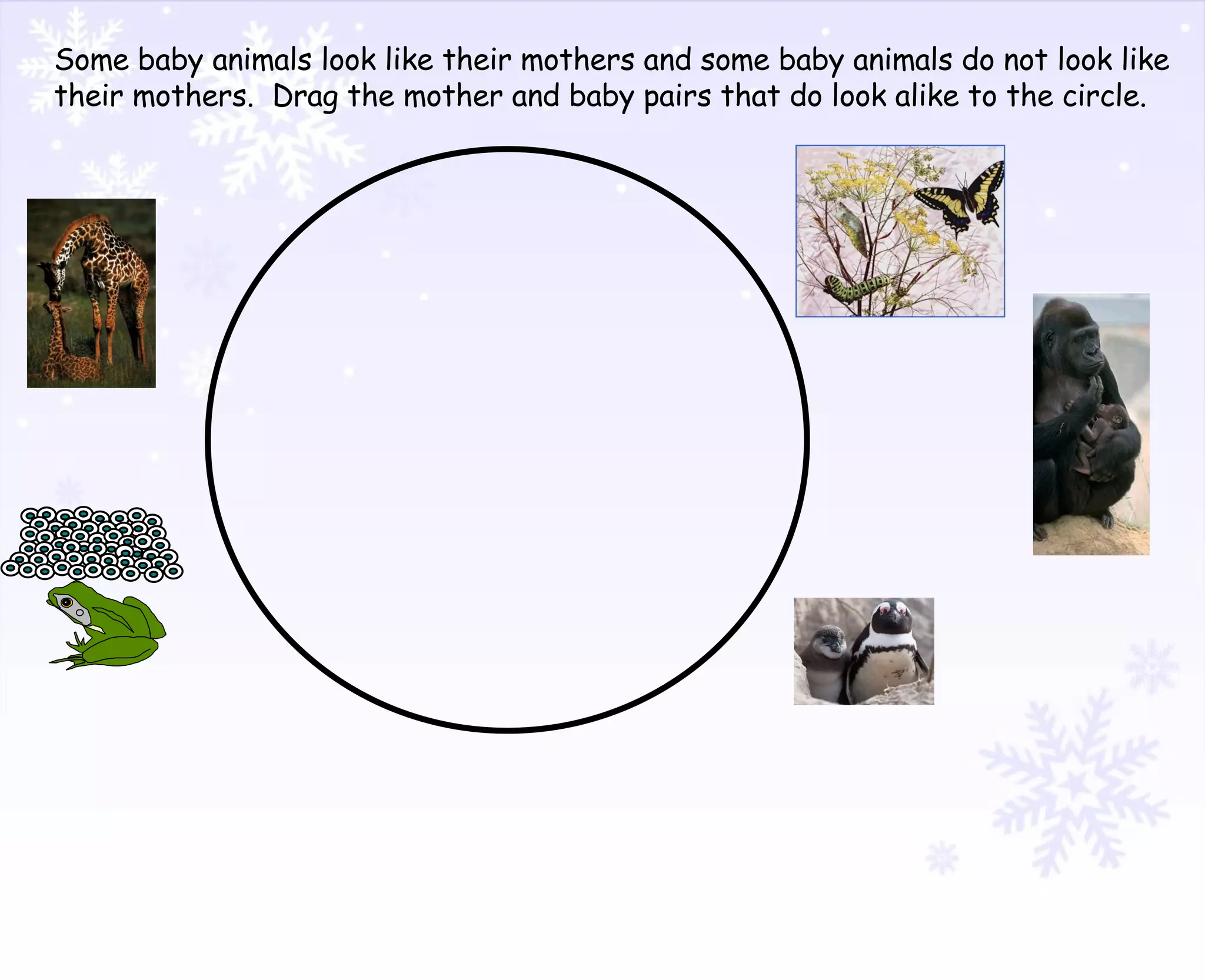 Animals | PPT