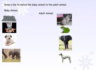 Animals | PPT