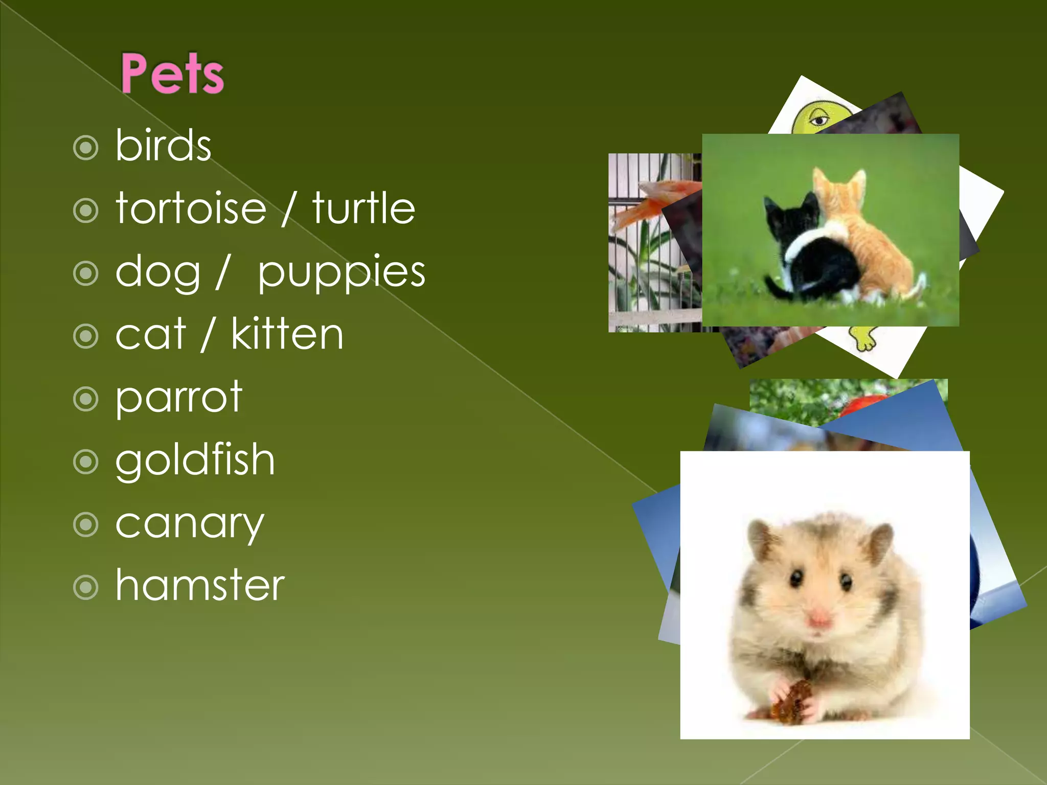 Animals | PPT