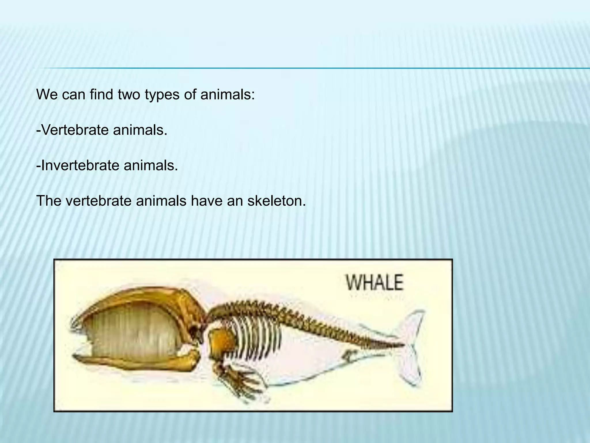 Animals | PPTX