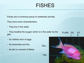 Animals | PPTX