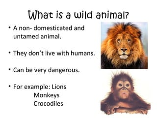 Animals | PPT