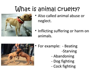 Animals | PPT