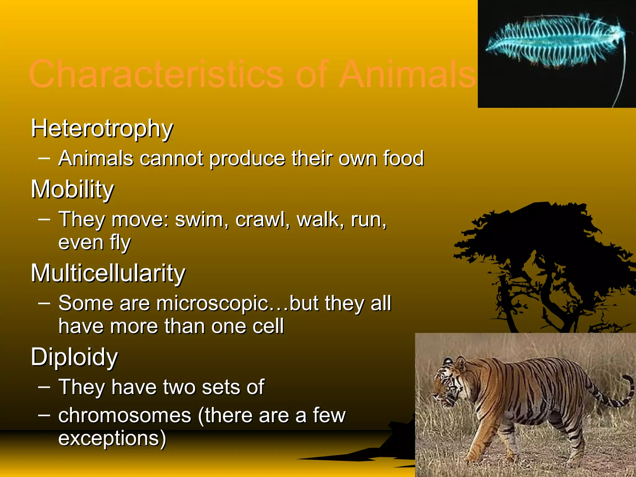 Animals Basic Taxonomy | PPT