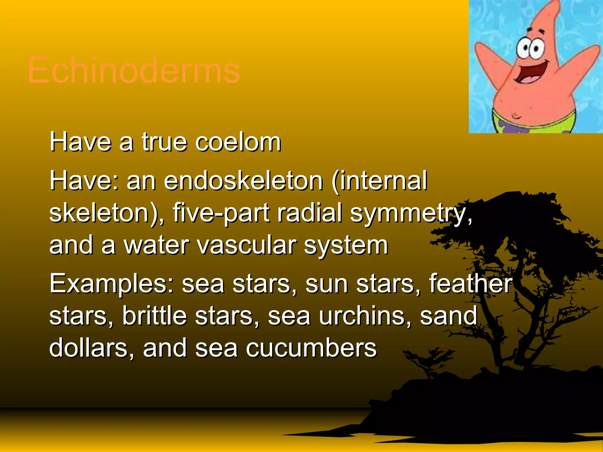 Animals Basic Taxonomy | PPT