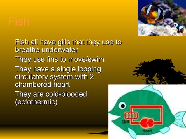 Animals Basic Taxonomy | PPT