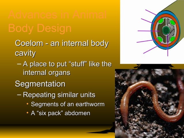 Animals Basic Taxonomy | PPT