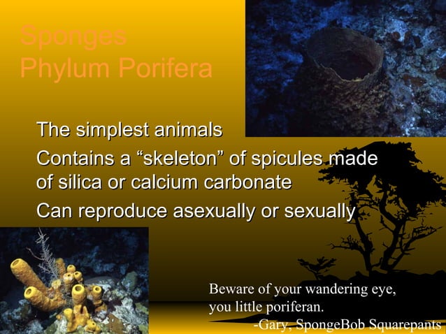 Animals Basic Taxonomy | PPT