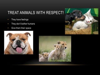 Animals ! | PPTX