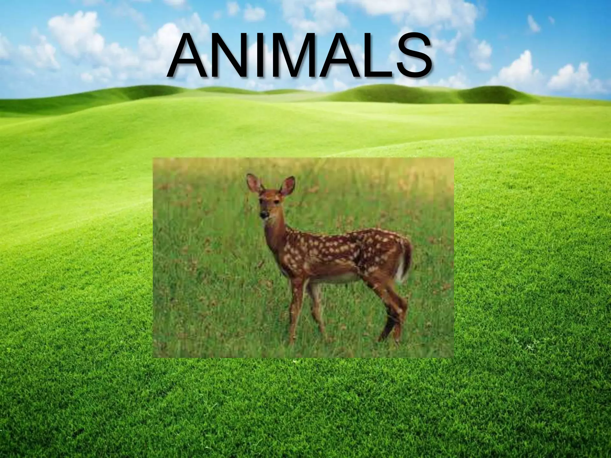 Animals | PPT