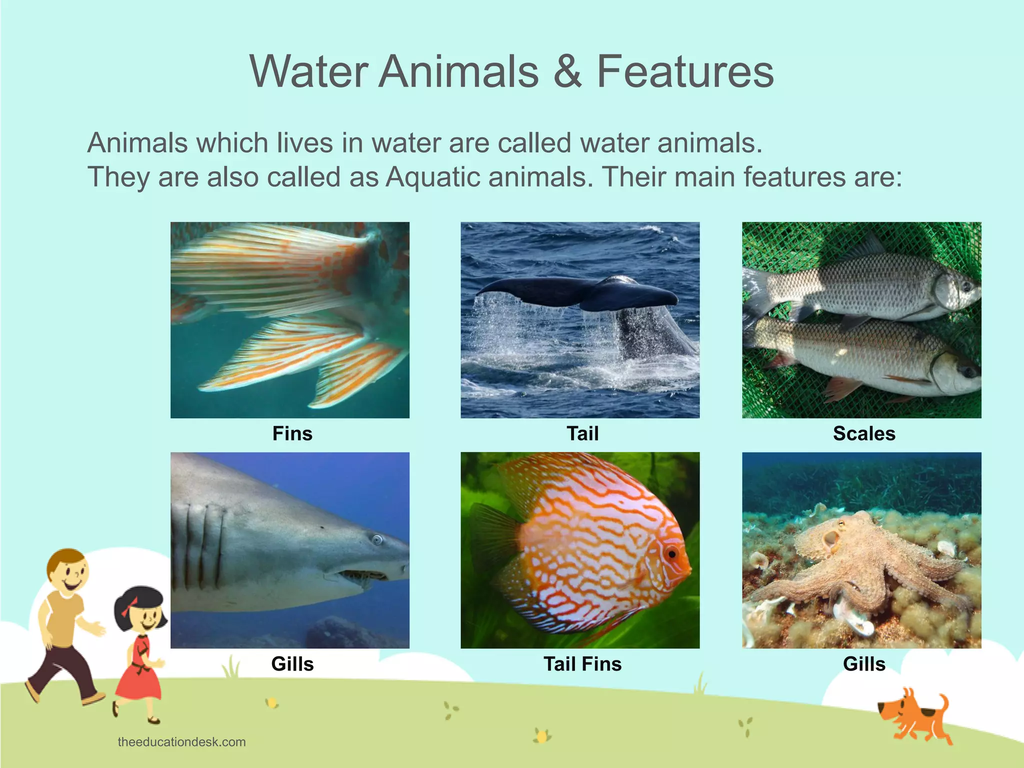 Environmental Science (EVS) : Animals (Class II) | PDF