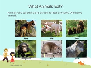 Environmental Science (EVS) : Animals (Class II) | PDF