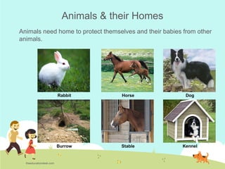 Environmental Science (EVS) : Animals (Class II) | PDF