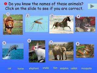 Animals | PPT